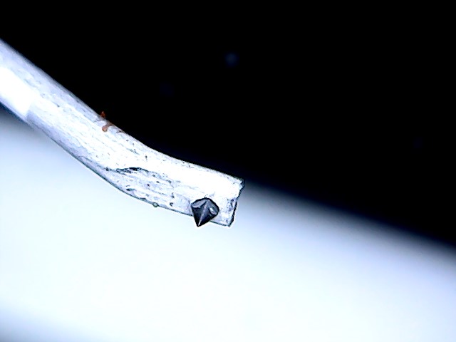 USB Microscope for MacOS and W10? | pink fish media